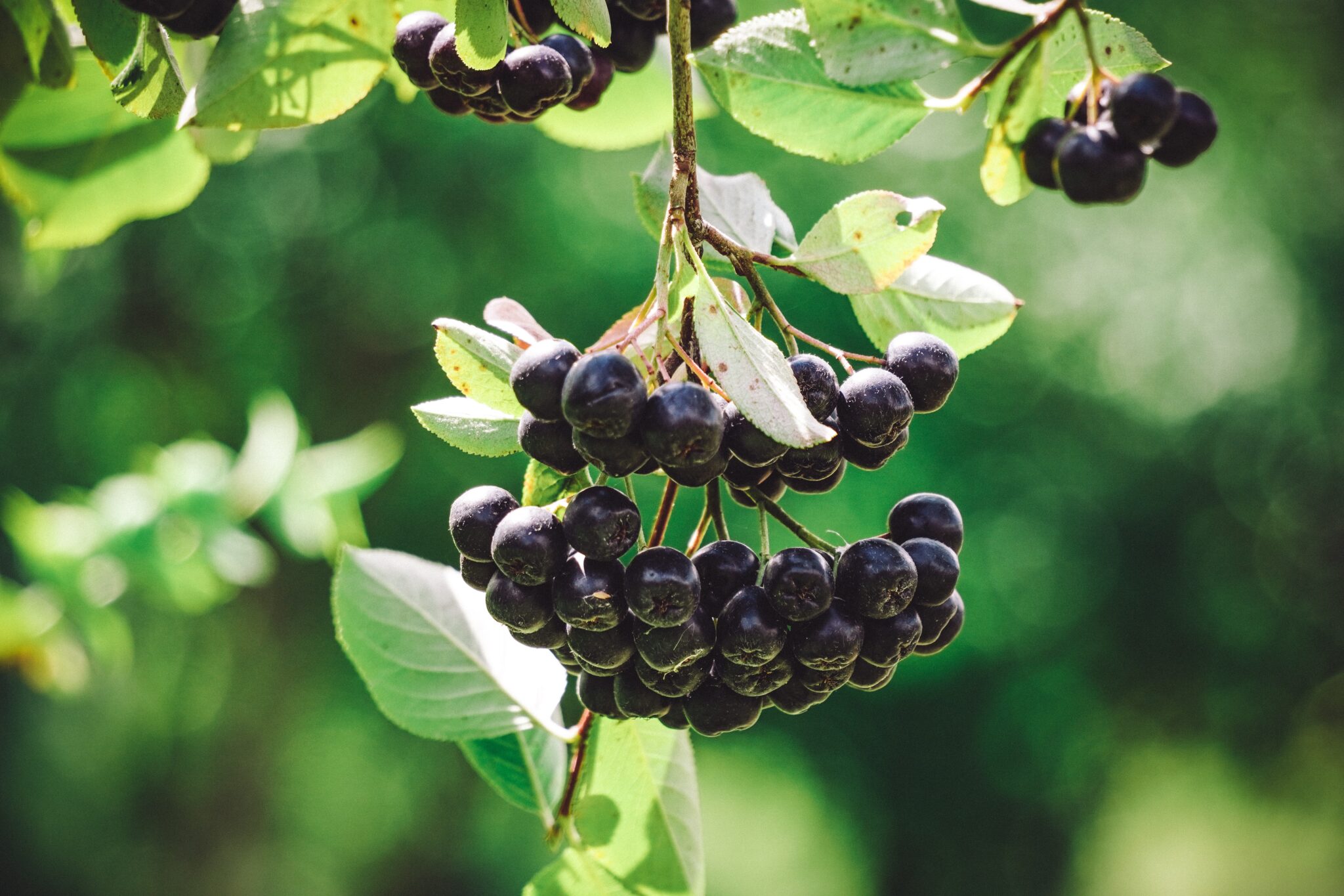 Aronia: Proprietati, beneficii, utilizare - Blog Planteea