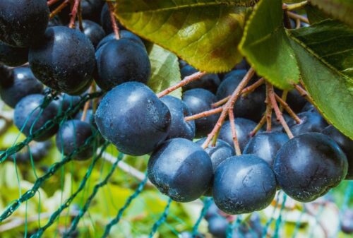 Aronia: Proprietati, beneficii, utilizare - Blog Planteea