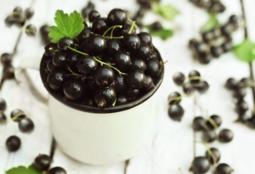 Coacazele negre: beneficii si contraindicatii - Blog Planteea