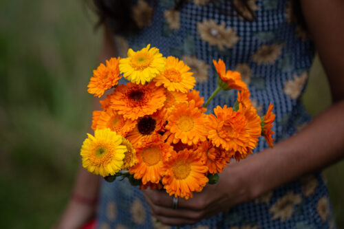 A-fresh-bouquet-of-calendula-Calendula-officinalis - Blog Planteea