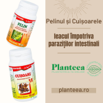 Pelin - Beneficii, recomandări, contraindicații - Blog Planteea