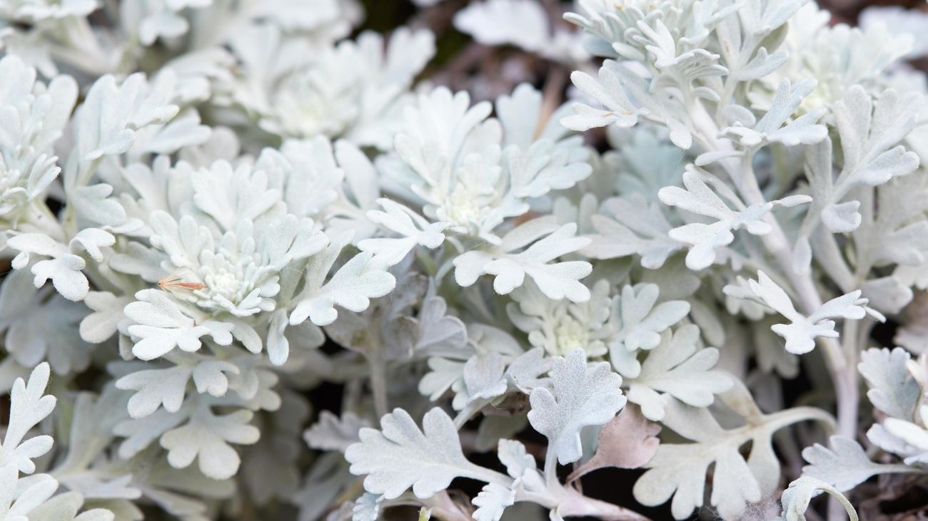 Pelin - Beneficii, recomandări, contraindicații - Blog Planteea