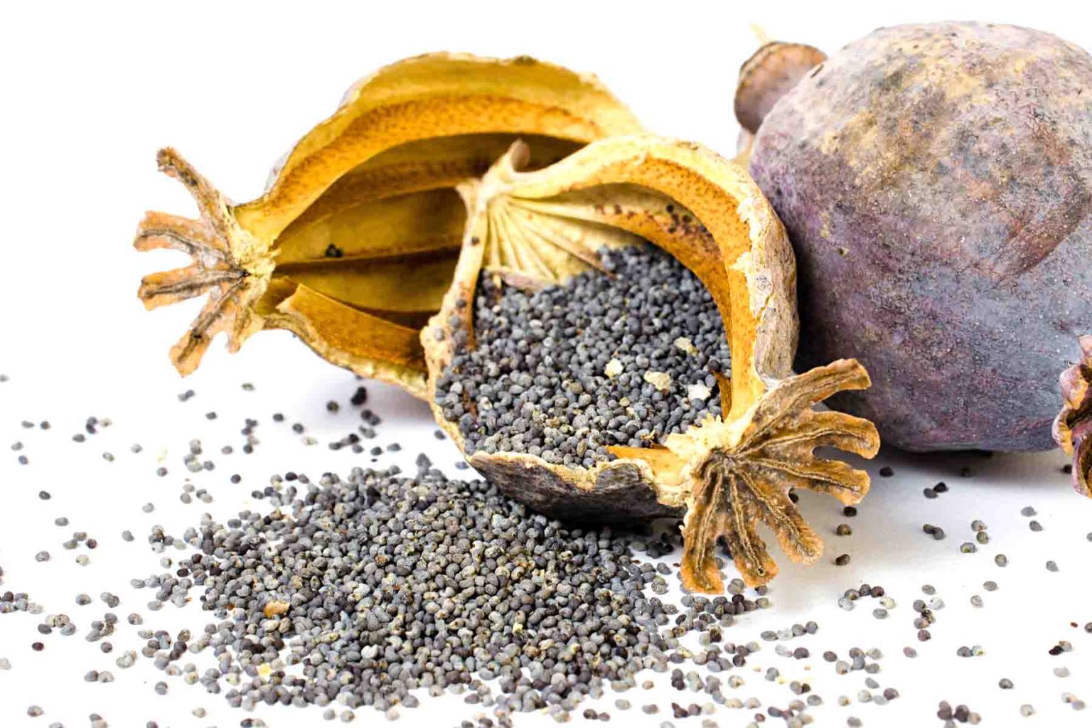 Macul: proprietăți, beneficii, rețete terapeutice - Blog Planteea