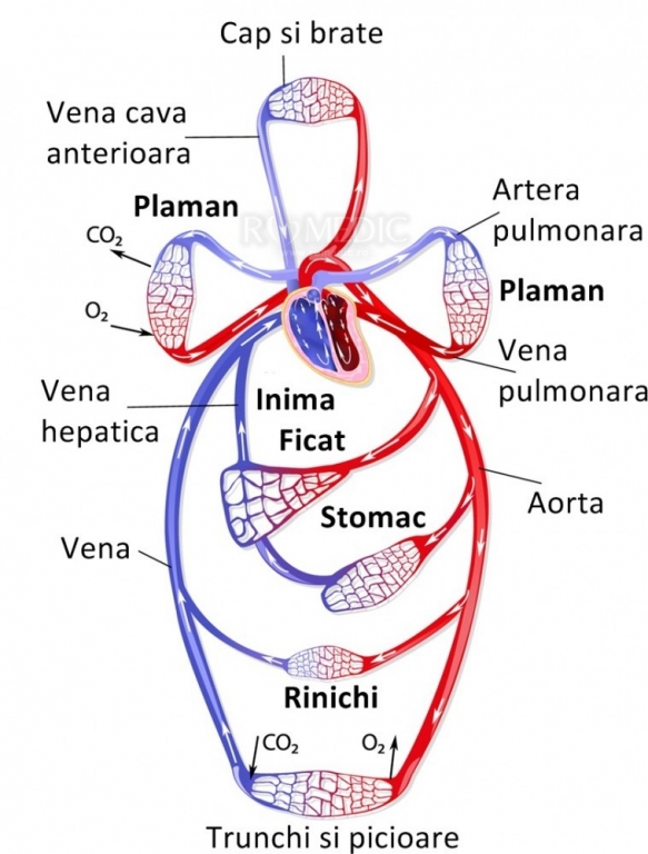 Anatomia corpului uman - Planteea